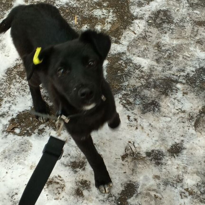 Лабрадор-ретривер, щенок