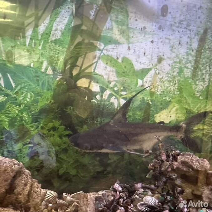 Сом акулий пангасиус