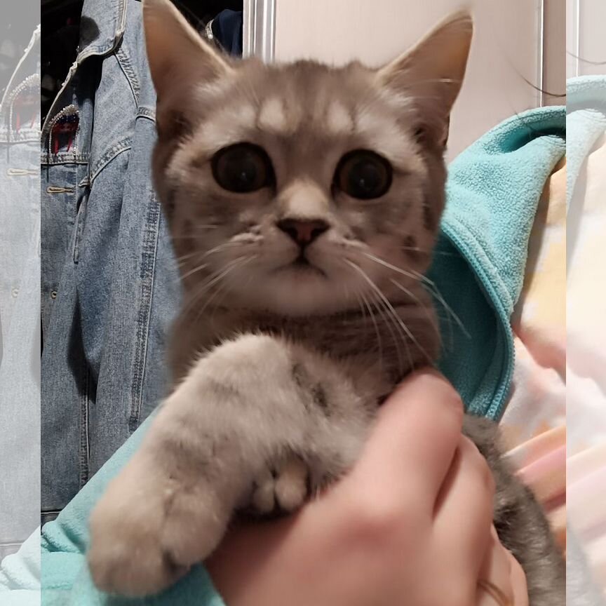 Кошка