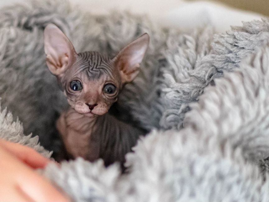 Канадский сфинкс котята