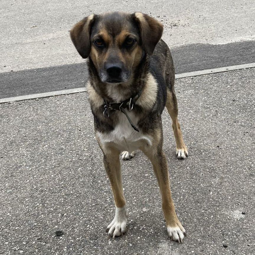 Собака в добрые руки