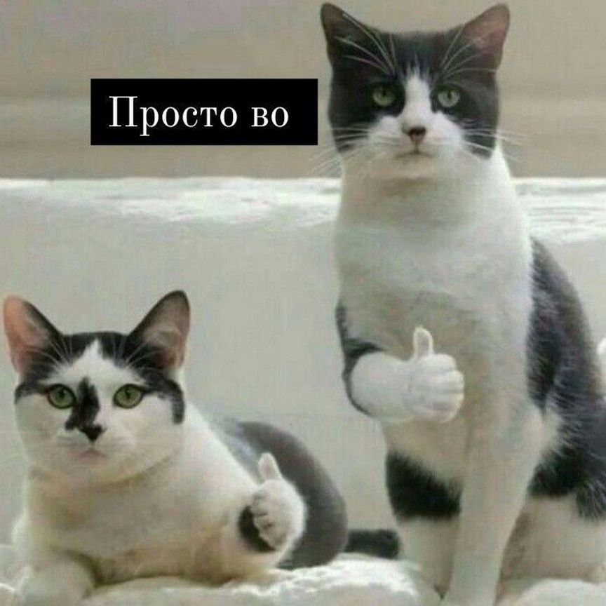Котоняня на Новогодние каникулы