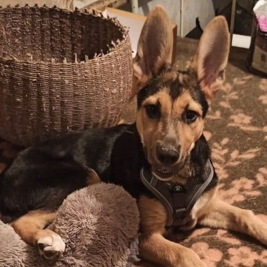 Молли в поисках семьи