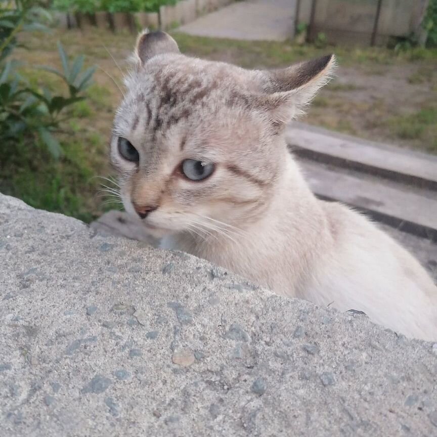 Котик в добрый руки