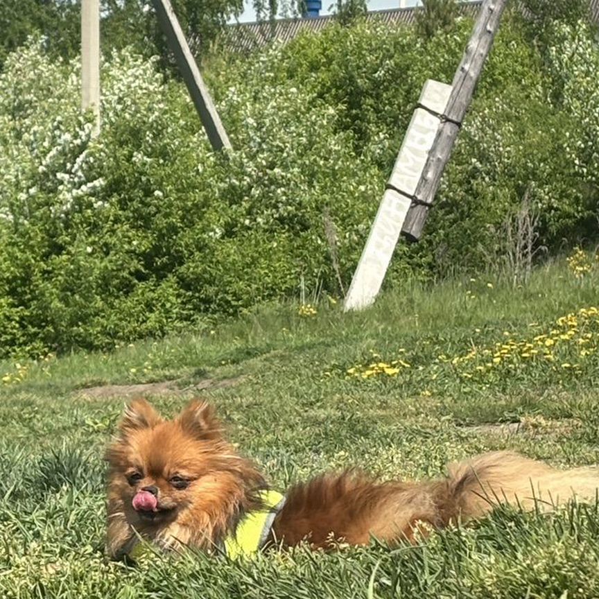 Померанский шпиц, взрослая собака