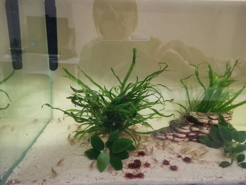 Сомики коридорасы, гуппи