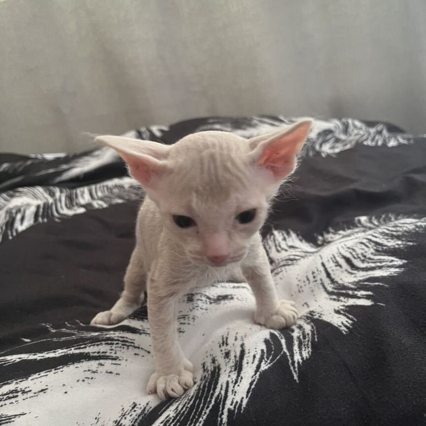 Котята сфинкс