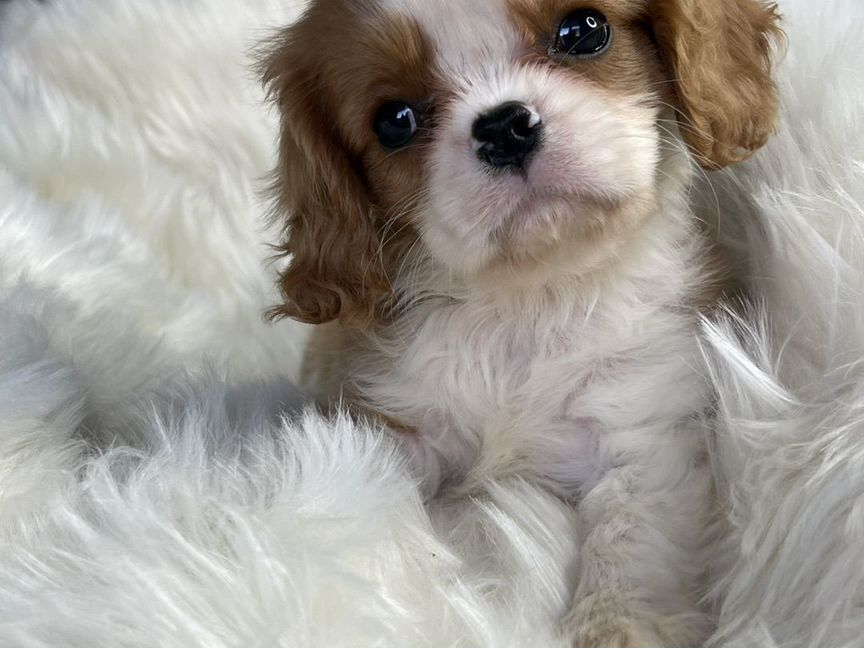 Кавалер Кинг Чарльз Спаниель