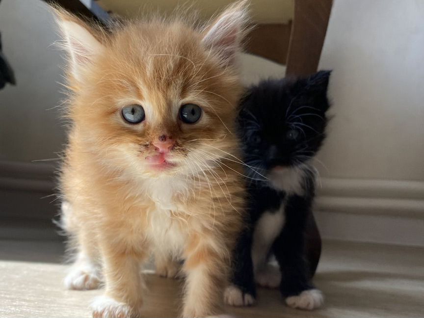 Котята мейн-кун помесь