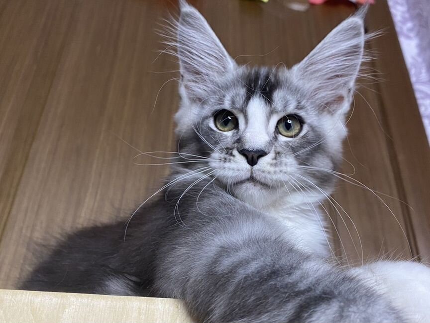 Мейн-кун красотка