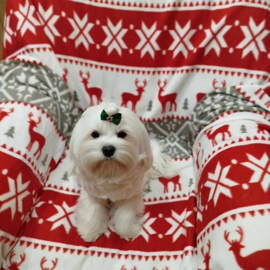 Мальтийская болонка мальчик