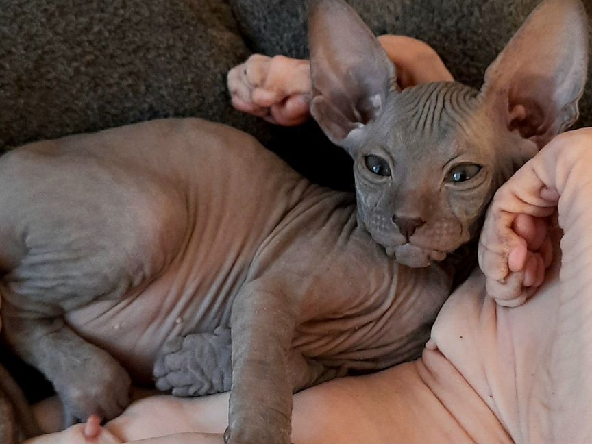 Донской сфинкс котята