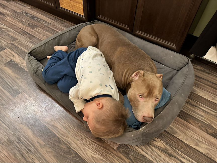 Лежанка для большой собаки бу 40х65