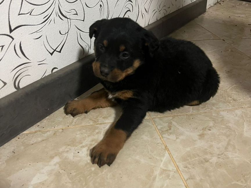 Щенки ротвейлера бесплатно
