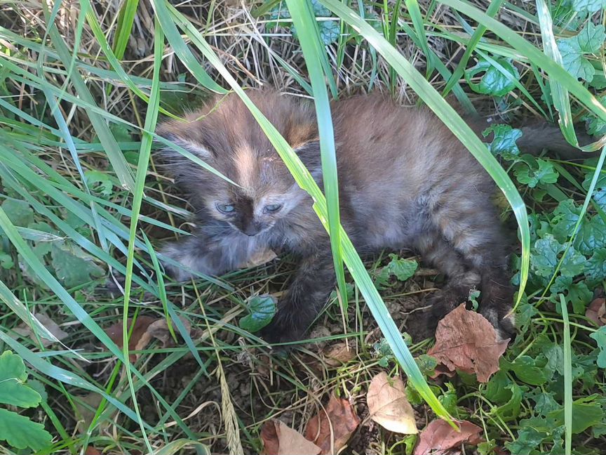 Отдам бесплатно