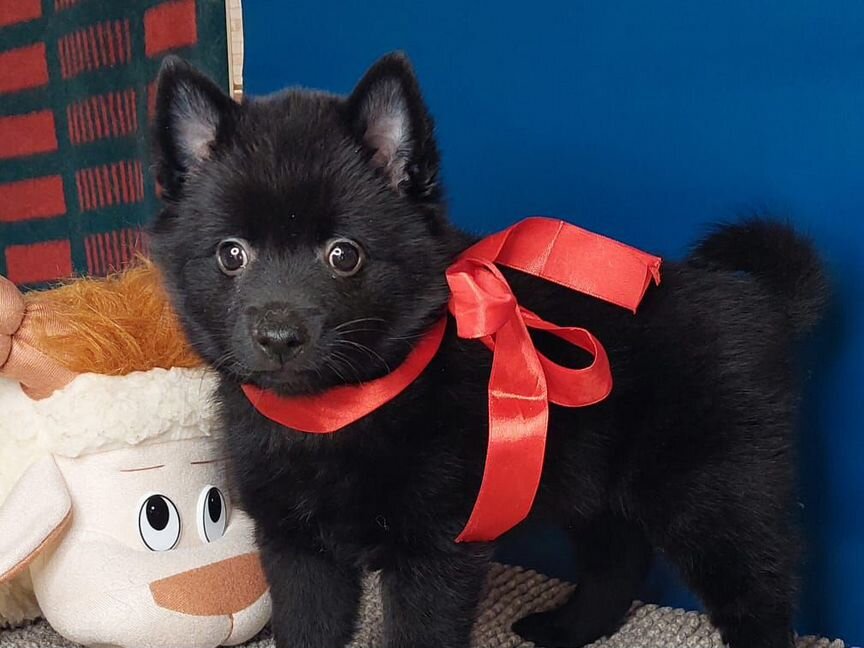 Мини овчарки схиперке девочки