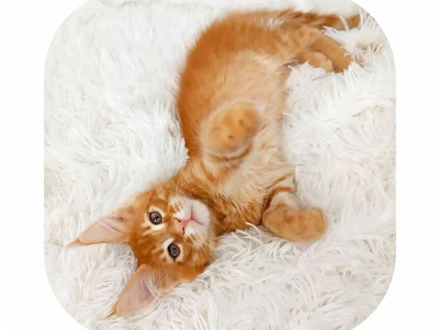 Кунокот будет большой, котенок мейн кун
