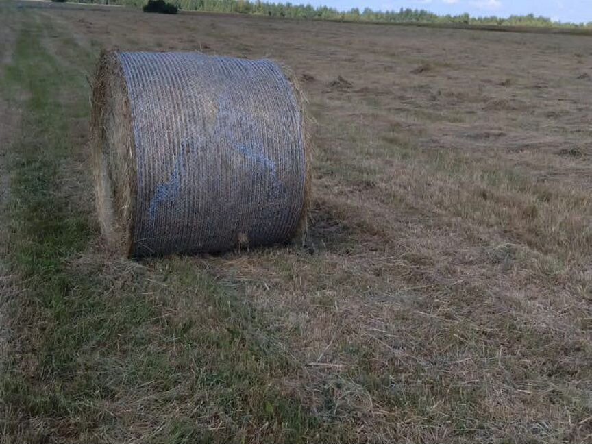 Продам сено в рулонах