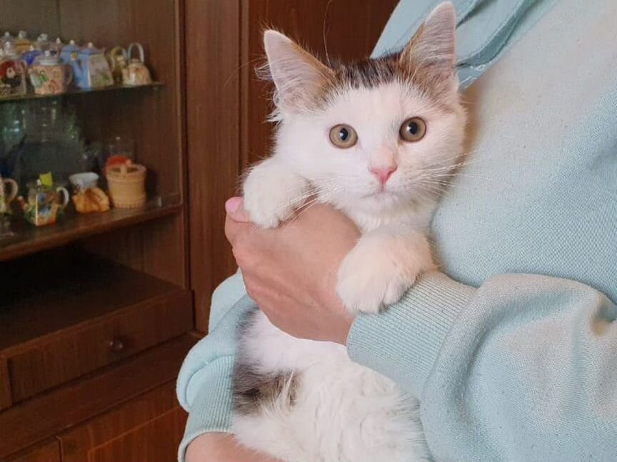 Котенок с пушистым хвостиком в хорошие руки