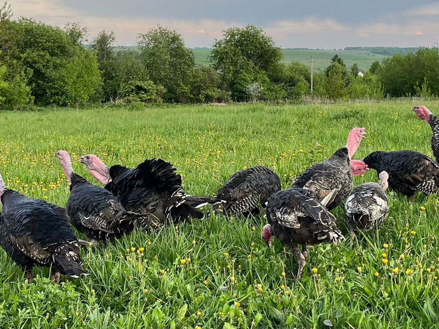 Индюшки молодые