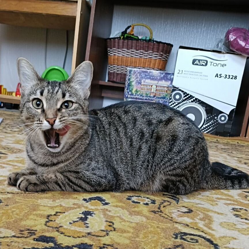 Кошка кошечка подросток молоденькая