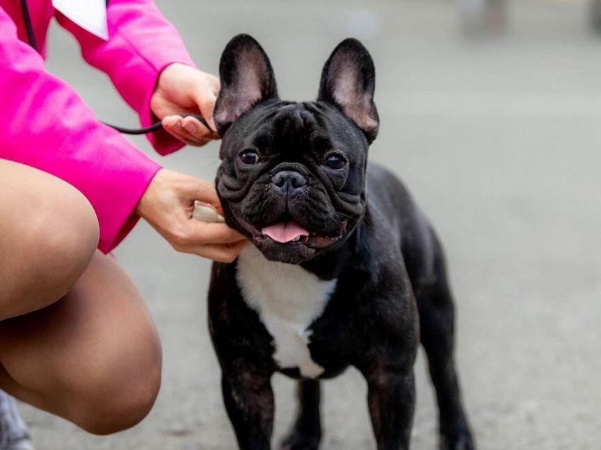 Французский бульдог кабель вязка