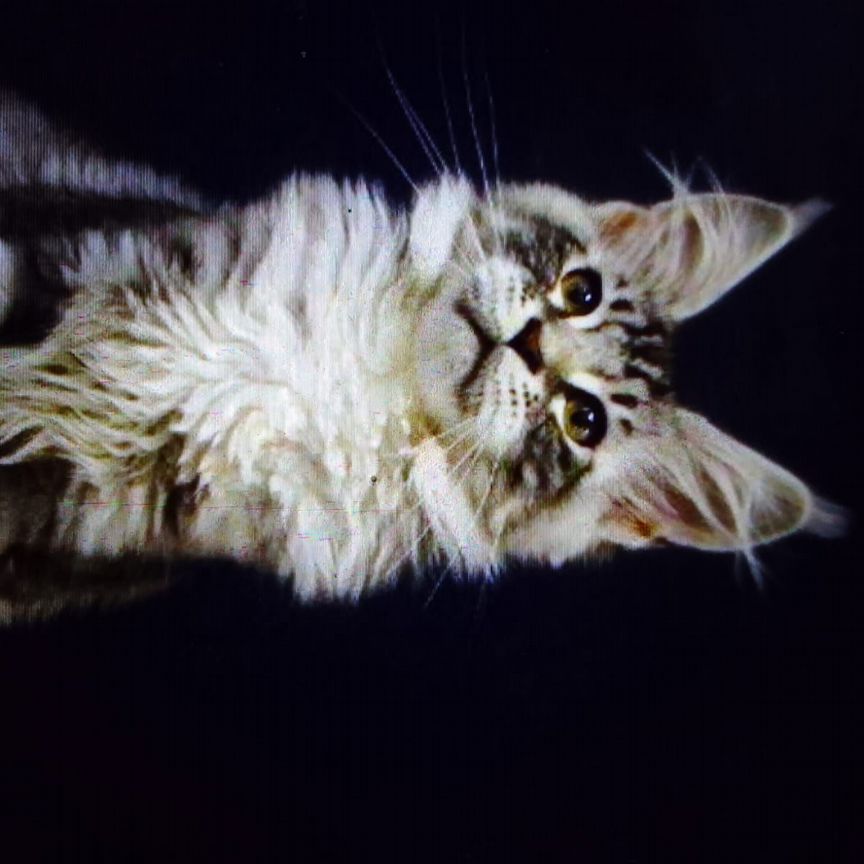 Котята мейнкуна