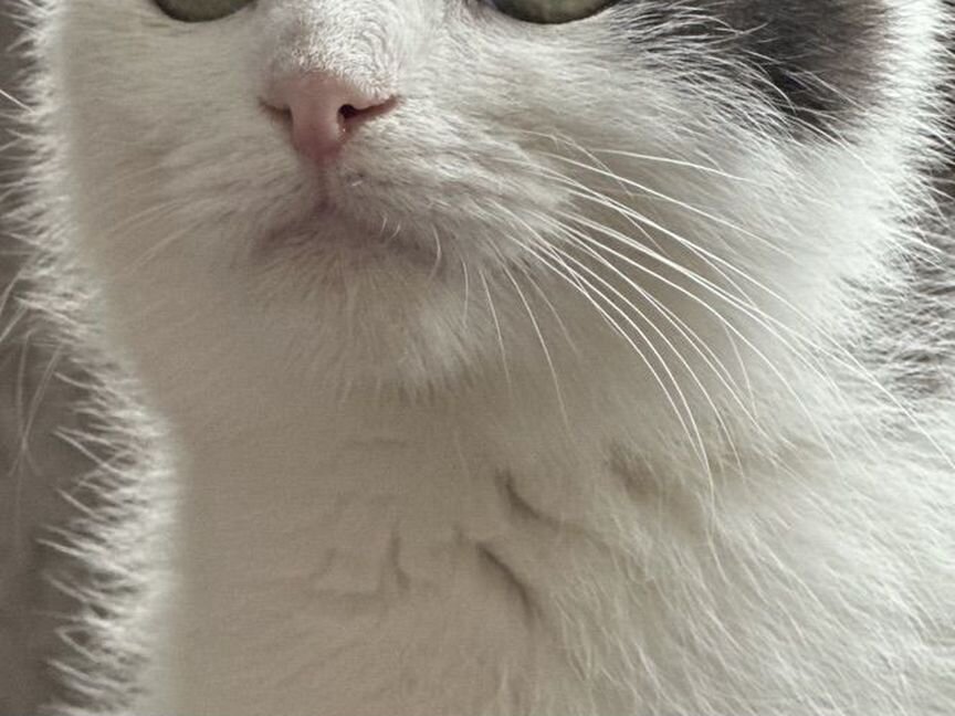 Котик вислоухий