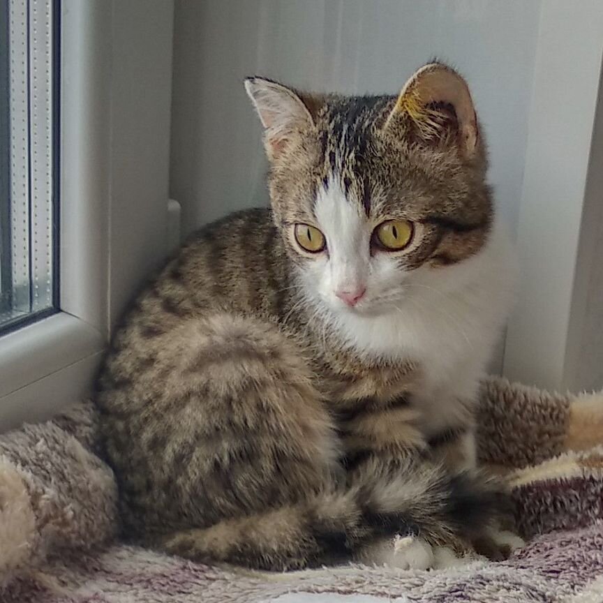 Отдам бесплатно