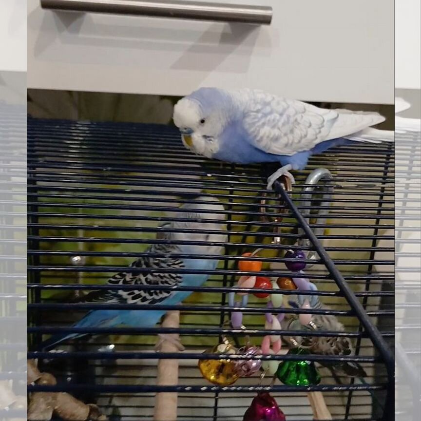 Волнистый попугай получех