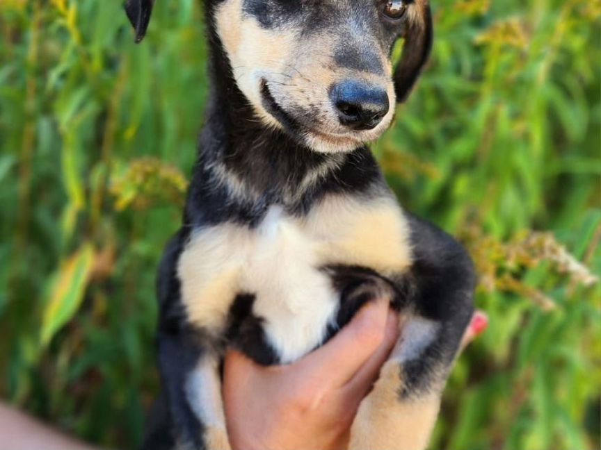 Щенок мальчишка