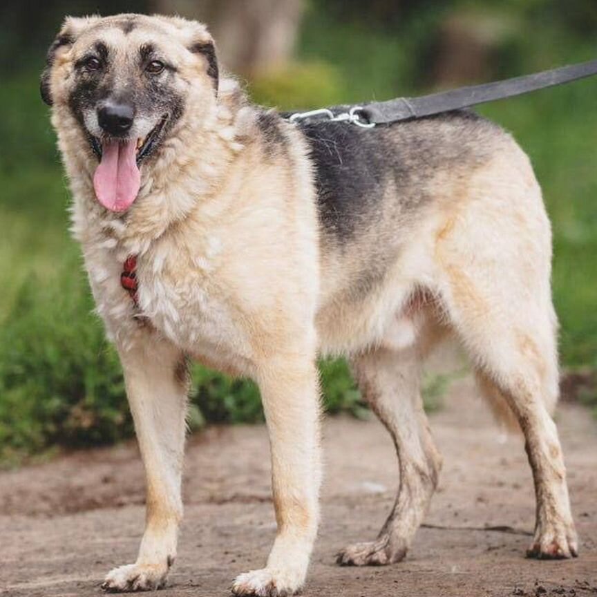 Взрослый пёс в добрые руки