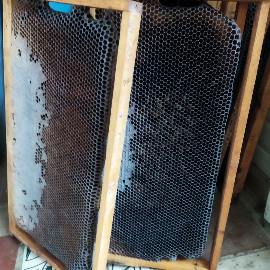 Сушь рутовская