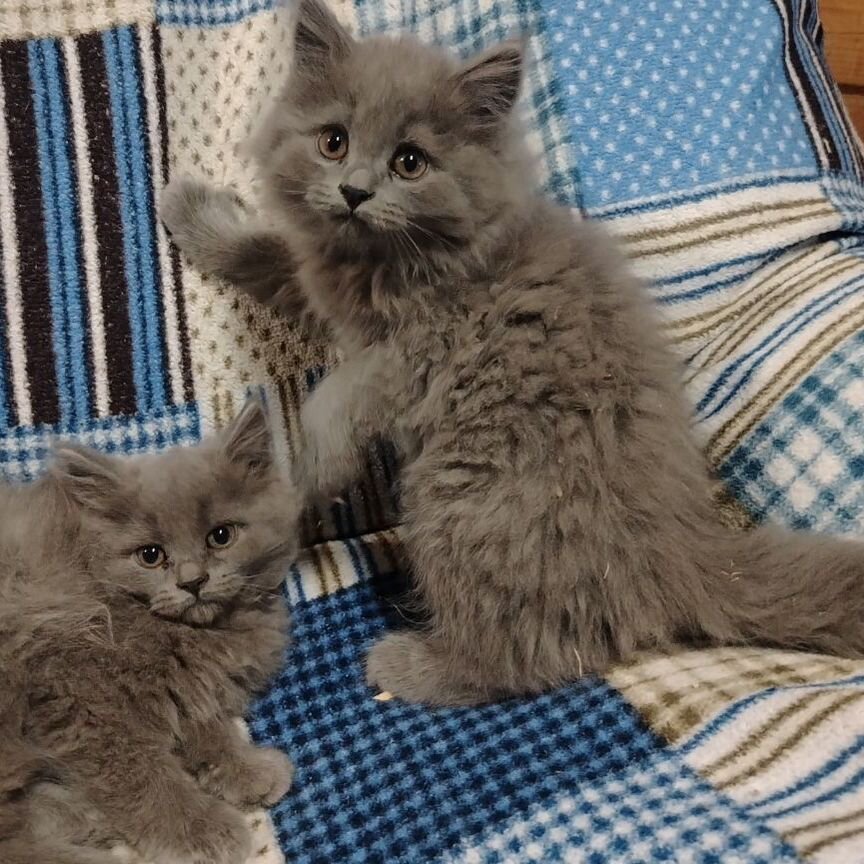 Британский длинношёрстный котёнок