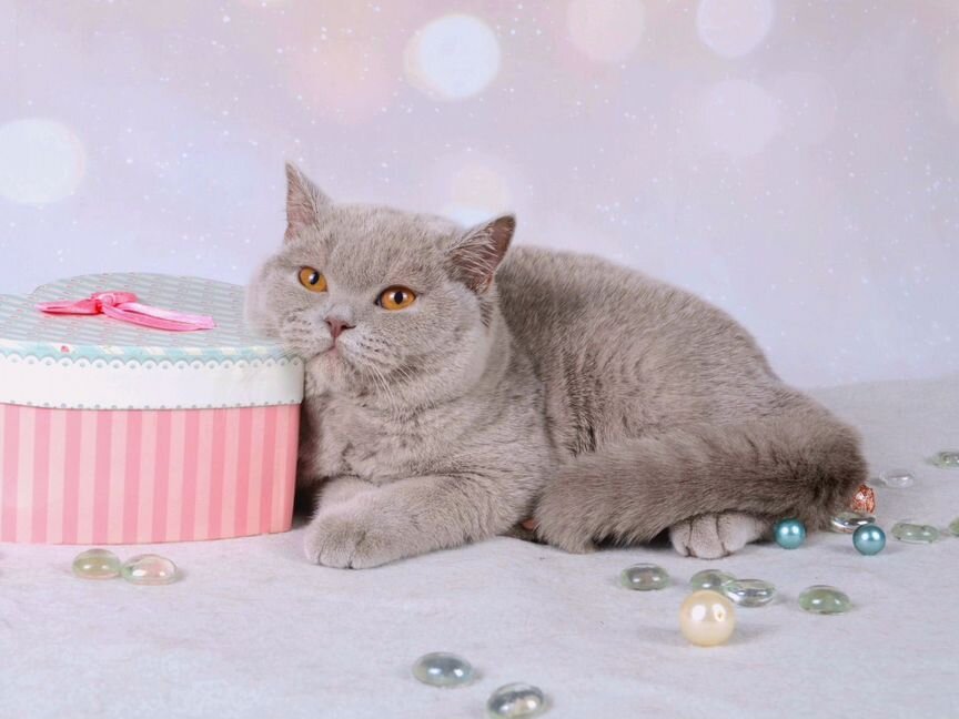 Породистая лиловая британская кошечка
