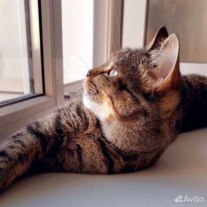 Кошечка для души