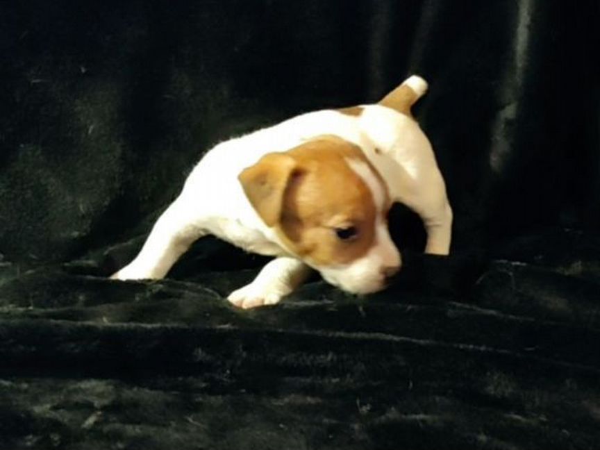 Супер мальчик Джек Рассел терьер