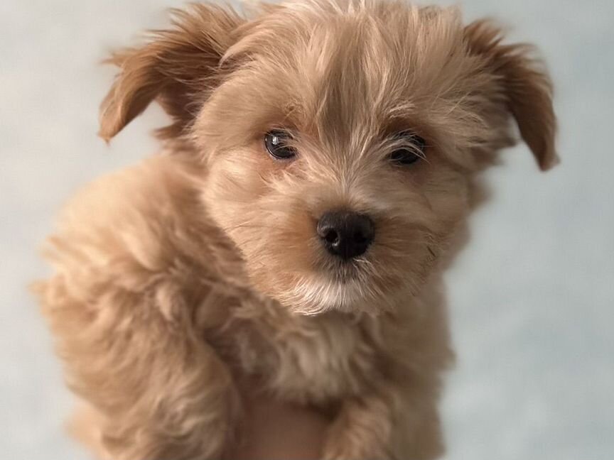 Мальчик мальтипу