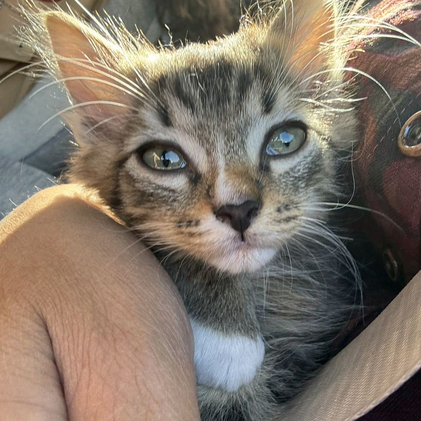 Котенок мальчик бесплатно