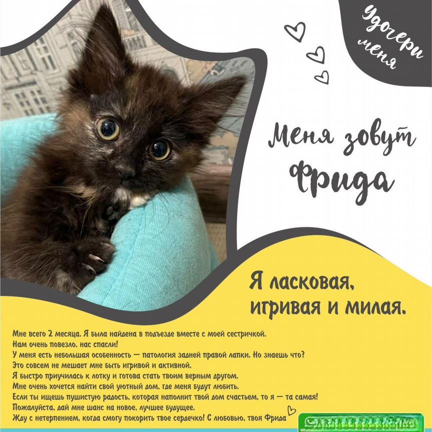 Котенок 2 месяца, есть нюанс