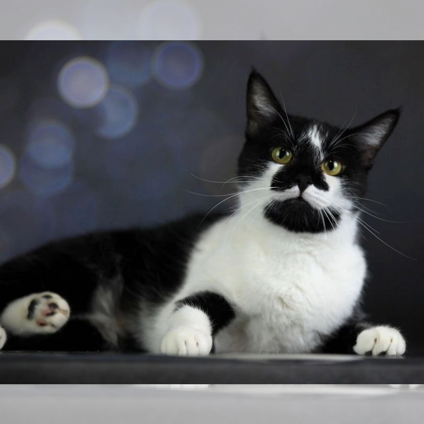 Кошечка 6 месяцев