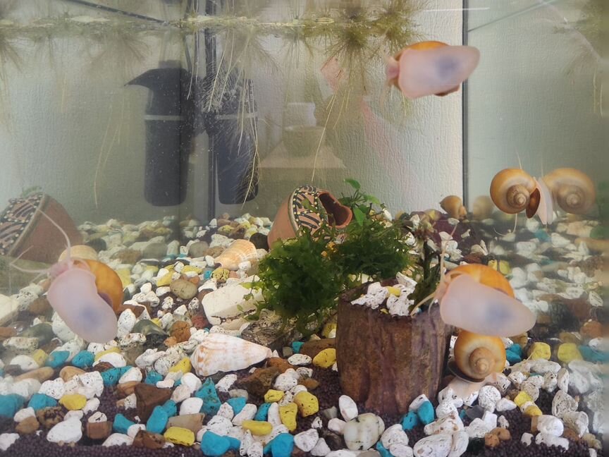 Улитки аквариумные Ампулярии (крупные)