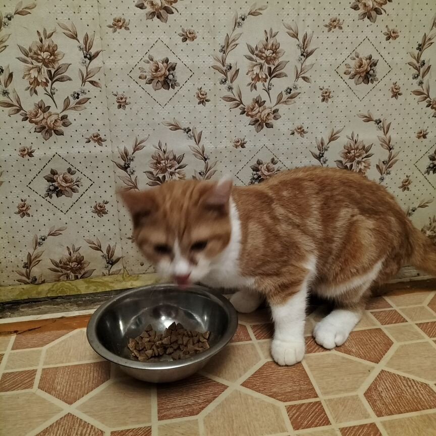 В добрые руки котята подростки