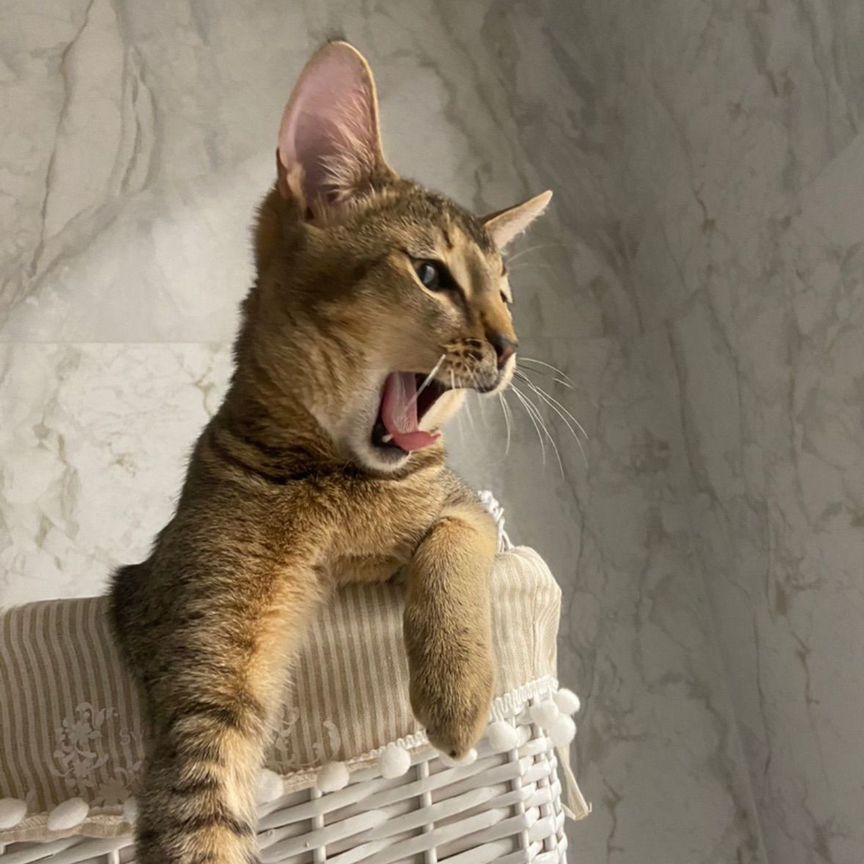 Котенок