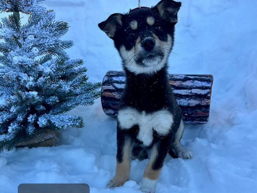 Собака в добрые руки отдам бесплатно