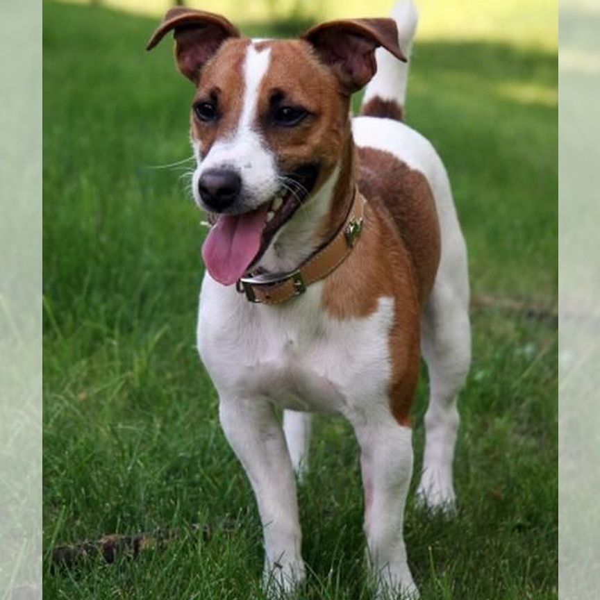 Джек-рассел-терьер, щенок