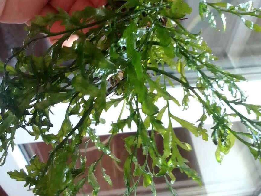 Аквариумные растения