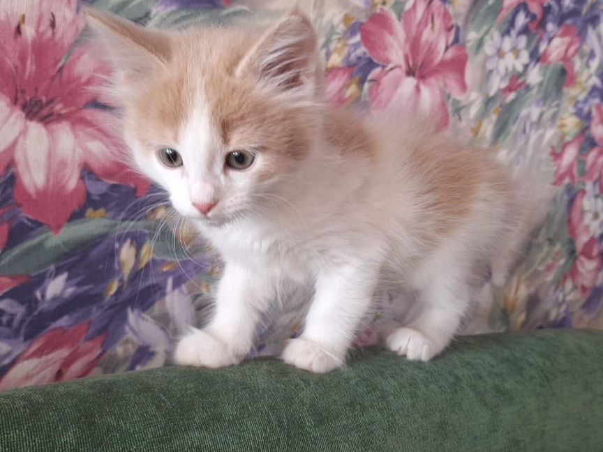 Рыжий котик Персик