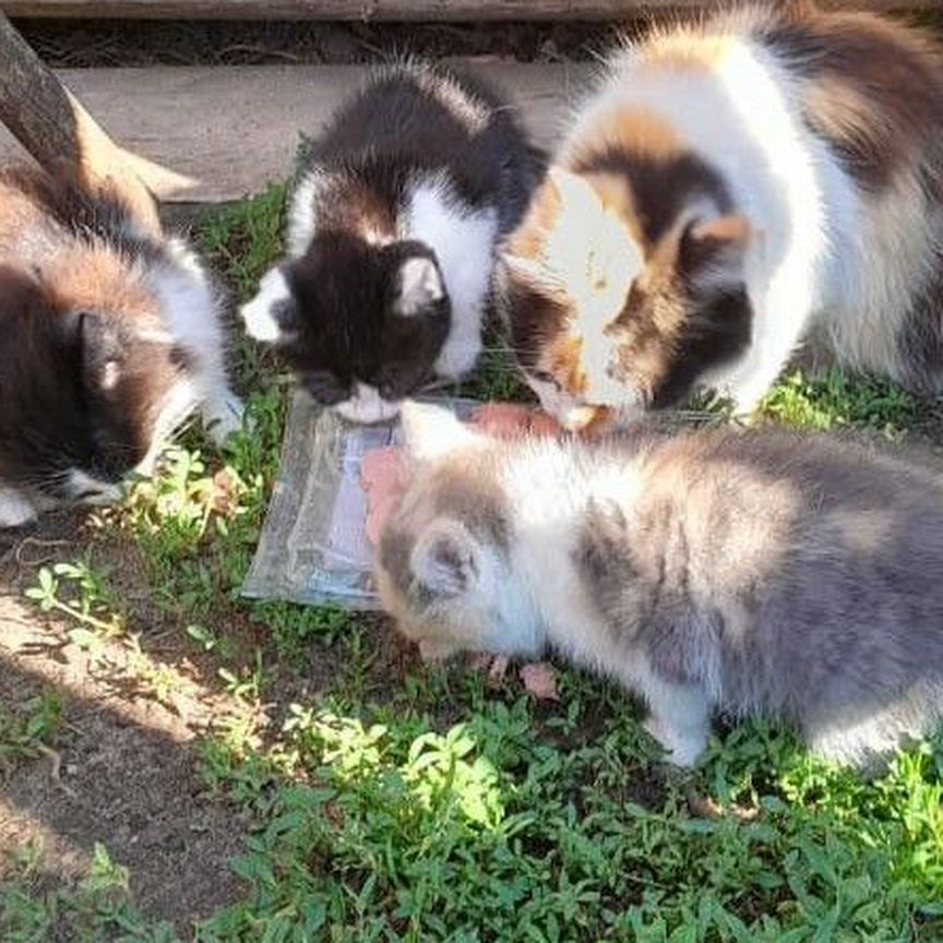 Котята в добрые руки