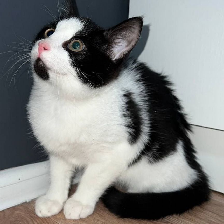 Котёнок в добрые руки